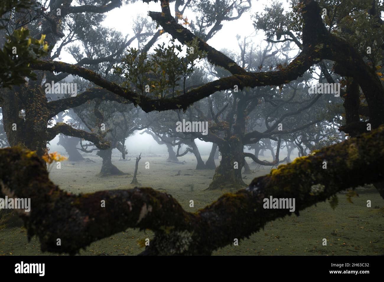 Natural mystic laurel tree forest hi-res stock photography and images ...