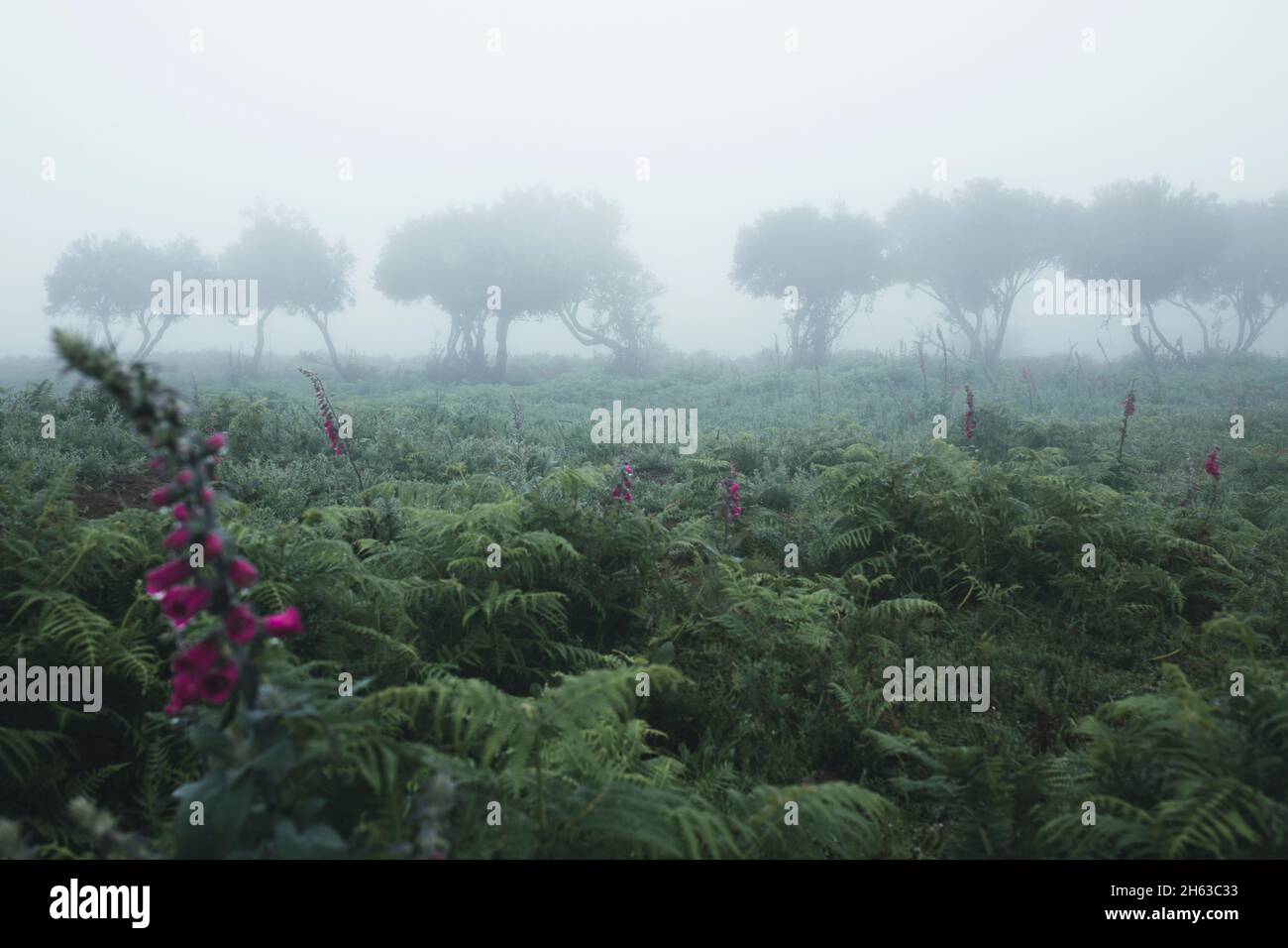 Madeira trees hi-res stock photography and images - Alamy
