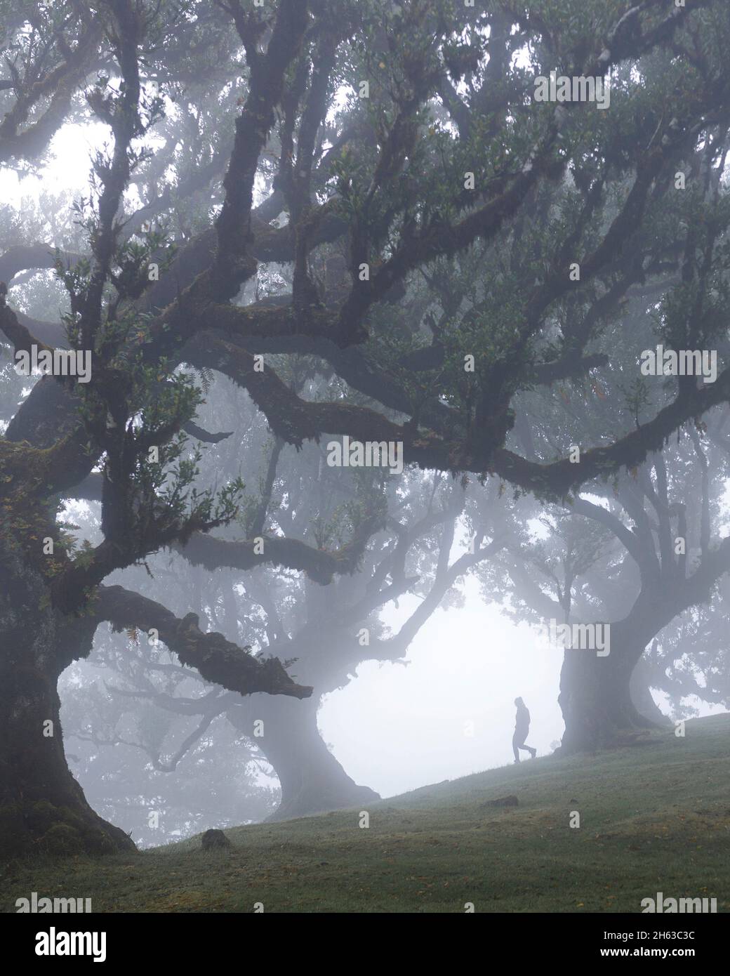 laurel trees and hikers in the foggy highlands of madeira island Stock ...