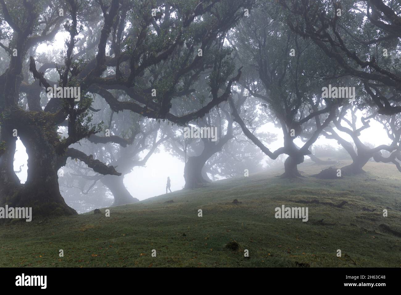 laurel trees and hikers in the foggy highlands of madeira island Stock ...