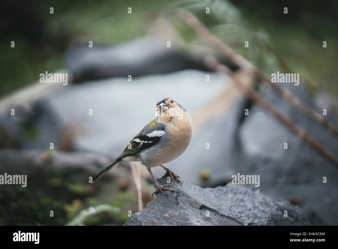 bird on madeira island. very trusting birds Stock Photo - Alamy