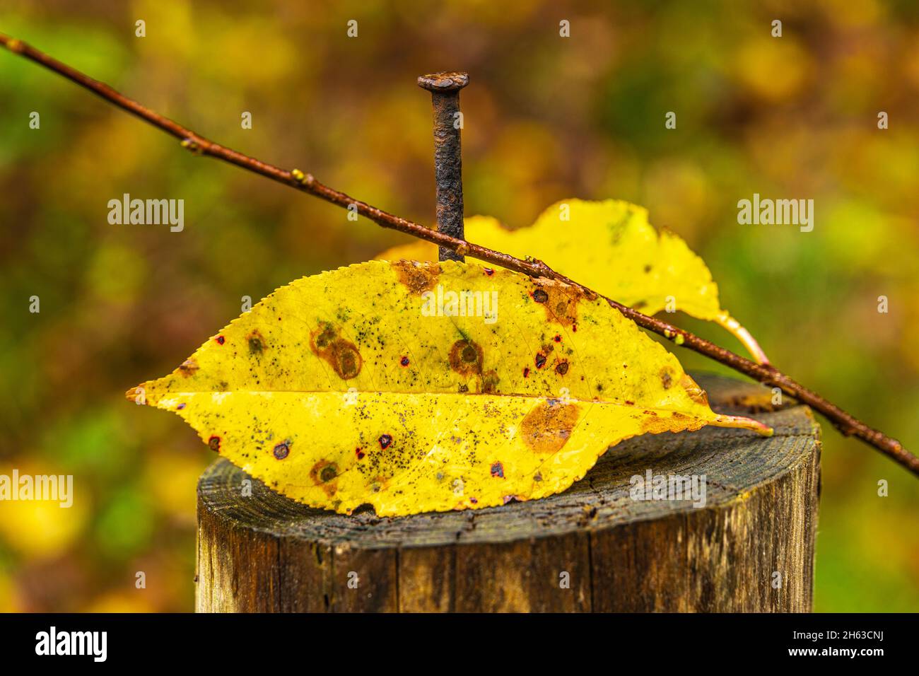 Timber post posts hi-res stock photography and images - Alamy