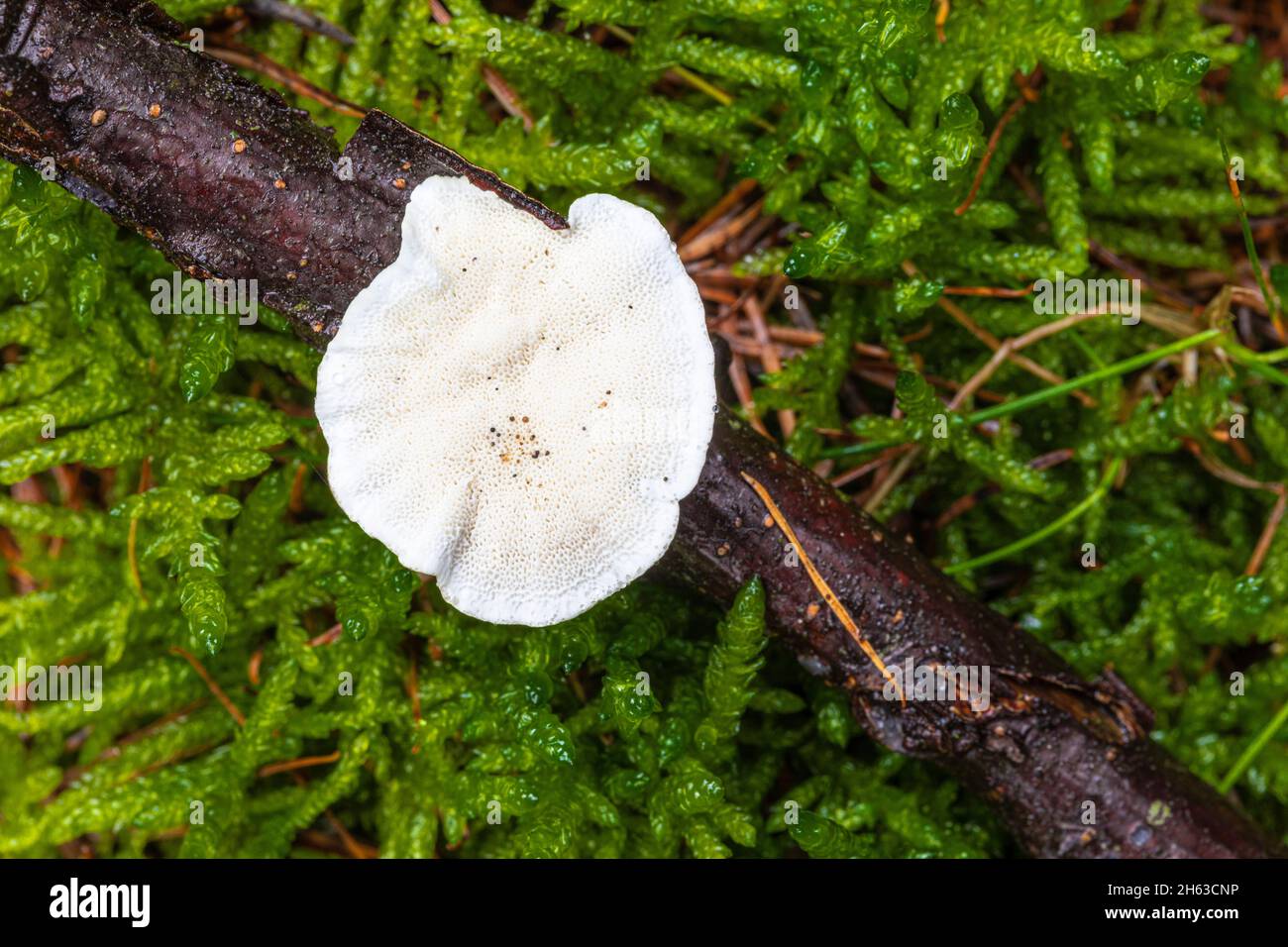 Inconspicuous mushrooms hi-res stock photography and images - Alamy