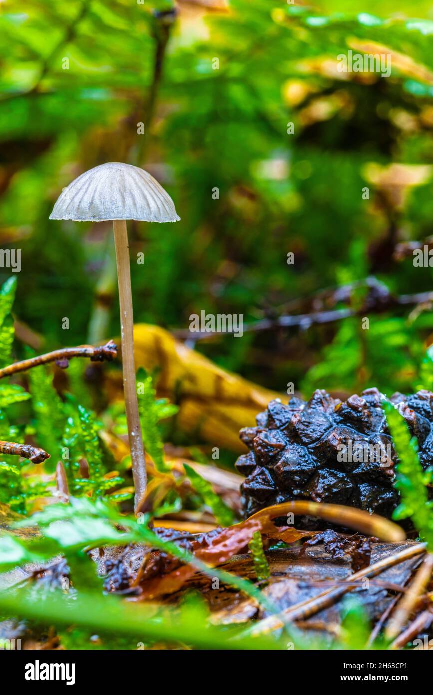 Inconspicuous mushrooms hi-res stock photography and images - Alamy