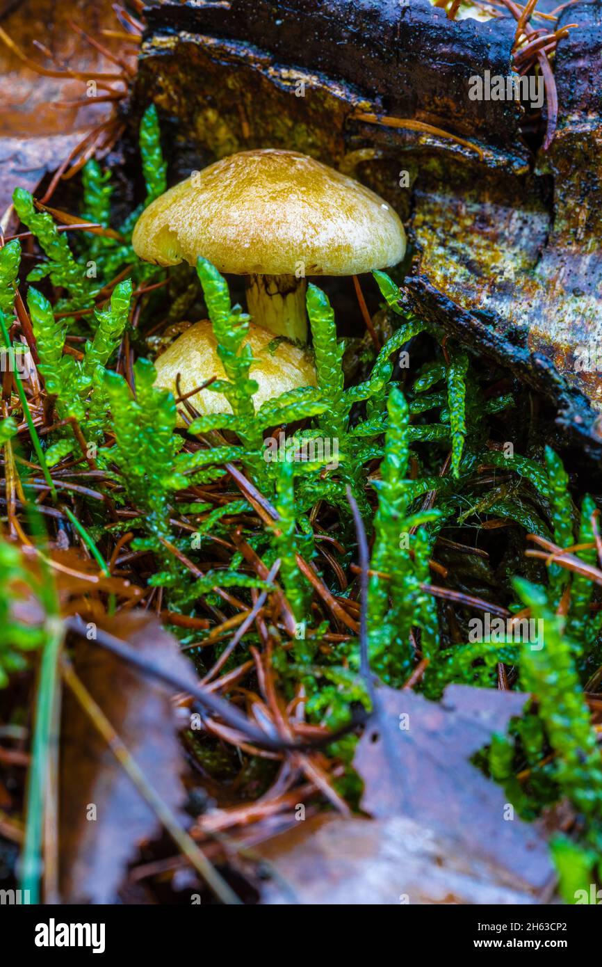 Inconspicuous mushrooms hi-res stock photography and images - Alamy
