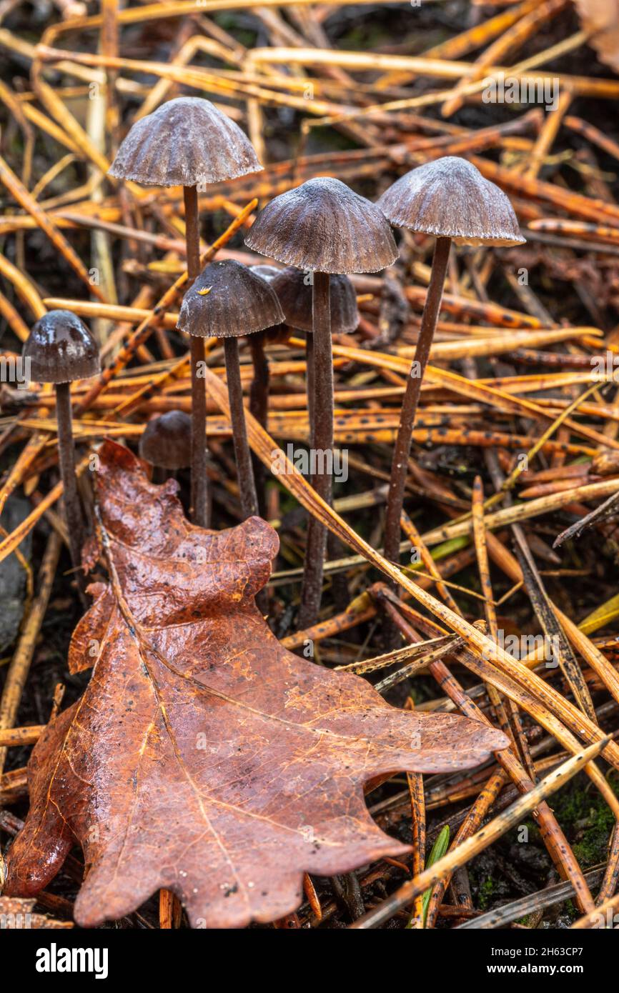 Inconspicuous mushrooms hi-res stock photography and images - Alamy