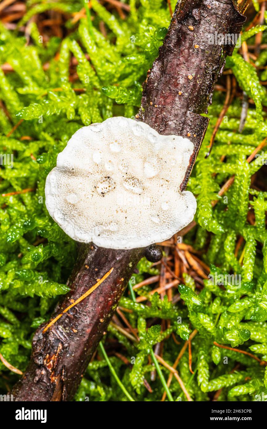 Inconspicuous mushrooms hi-res stock photography and images - Alamy