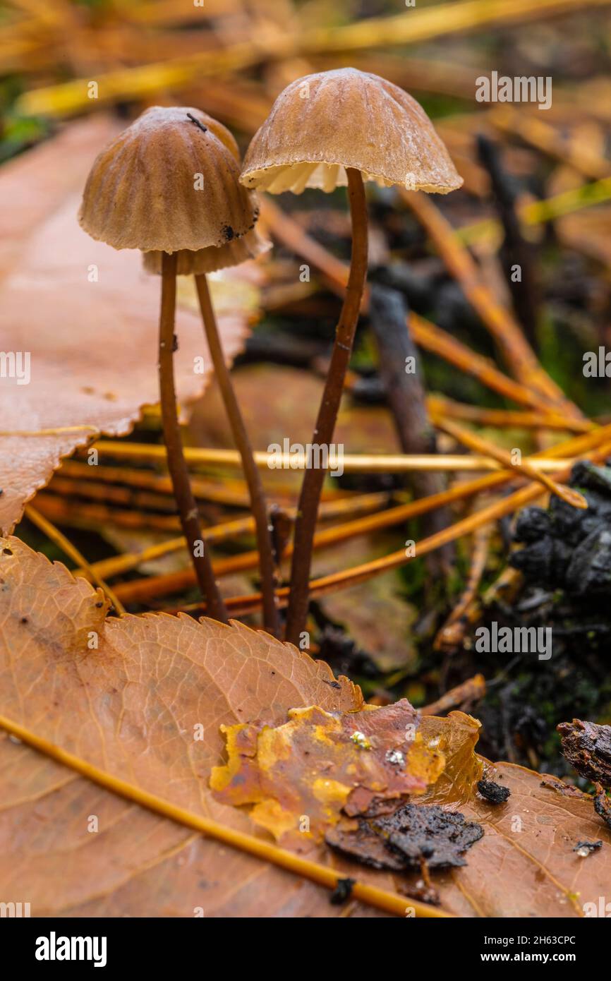 Inconspicuous mushrooms hi-res stock photography and images - Alamy