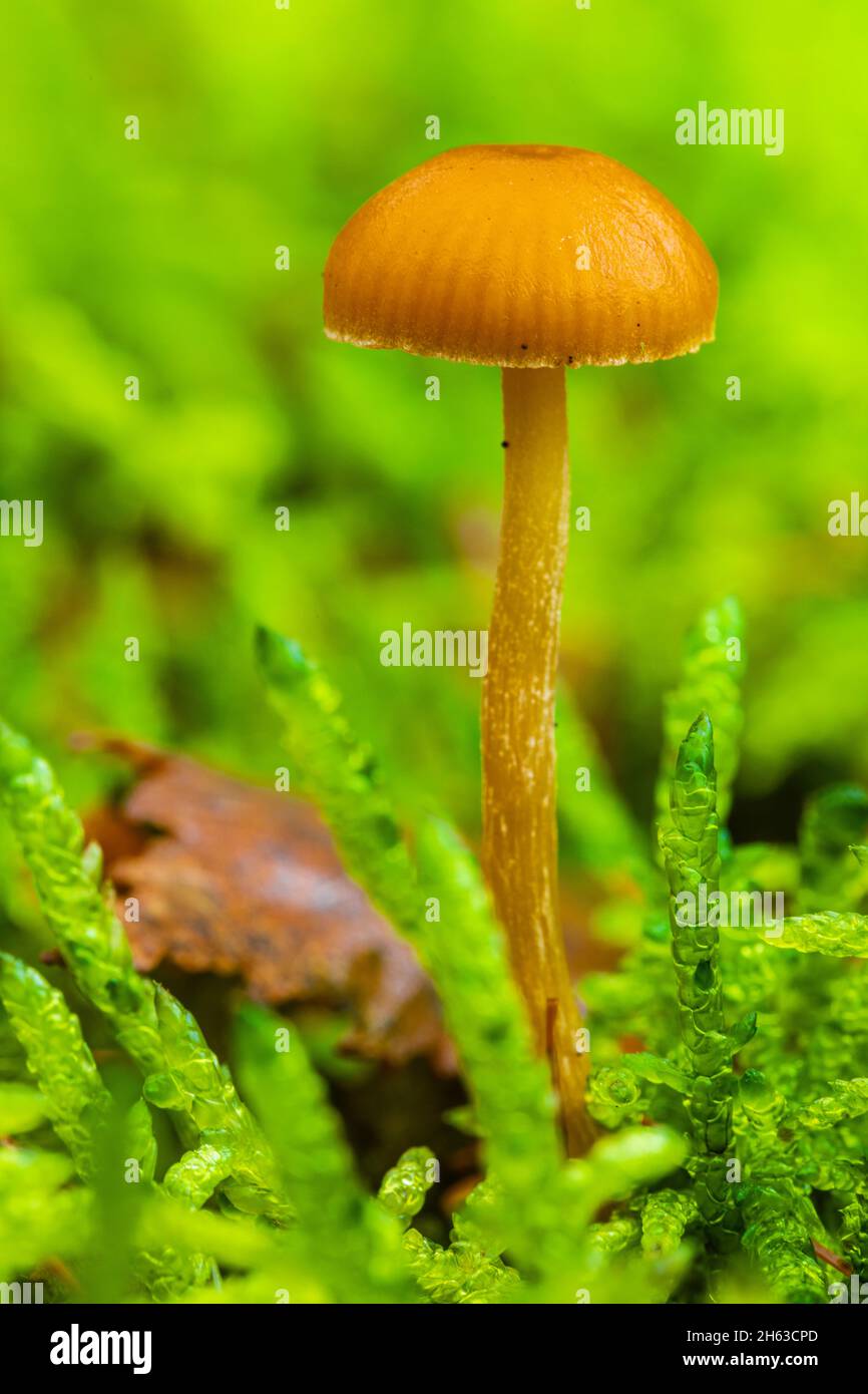 Inconspicuous mushrooms hi-res stock photography and images - Alamy
