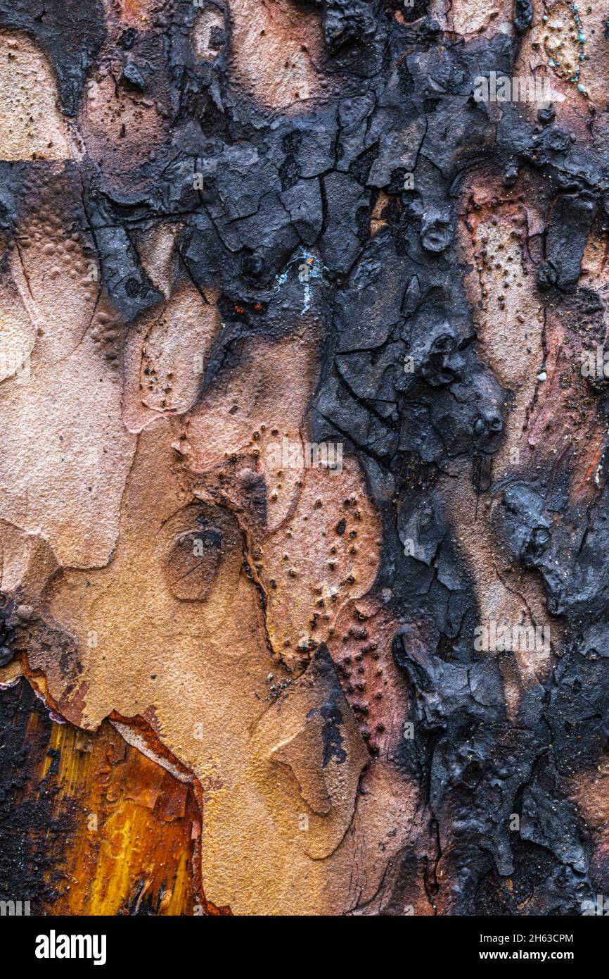 charred tree trunk,background image Stock Photo - Alamy