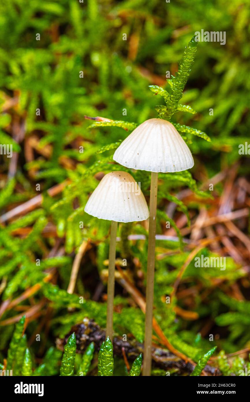 Inconspicuous mushrooms hi-res stock photography and images - Alamy