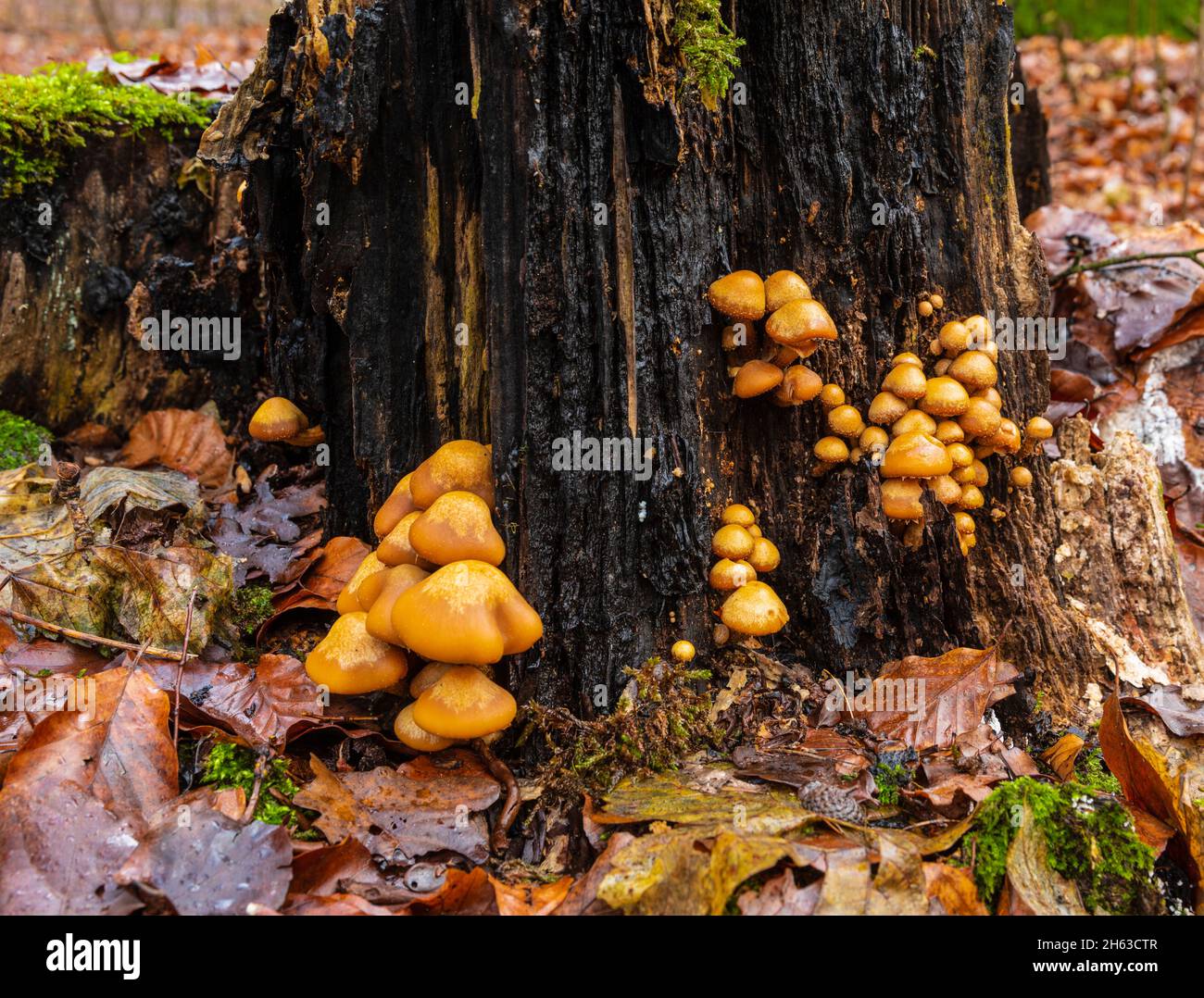 a cluster of immature clump mushrooms,hypholoma fasciculare Stock Photo ...