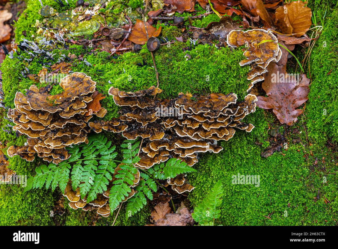 Beech tree leaf cutout hi-res stock photography and images - Alamy