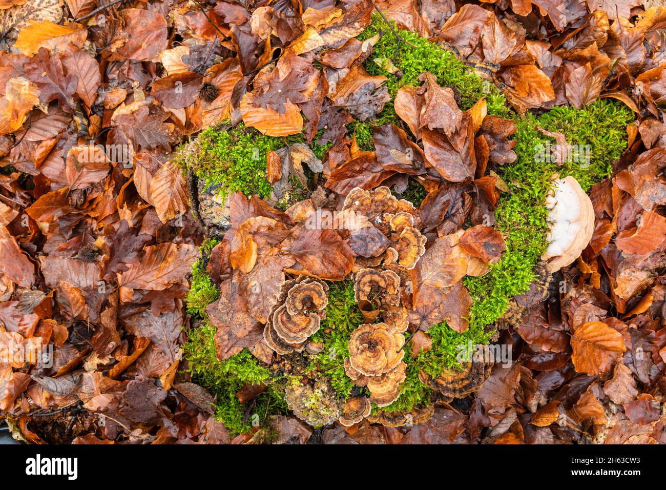Beech tree leaf cutout hi-res stock photography and images - Alamy