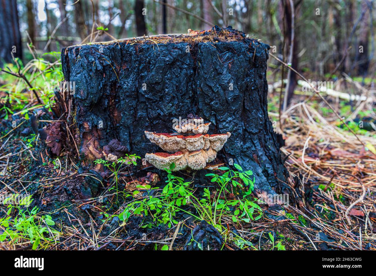 charred wood and fresh vegetation after a forest fire Stock Photo - Alamy