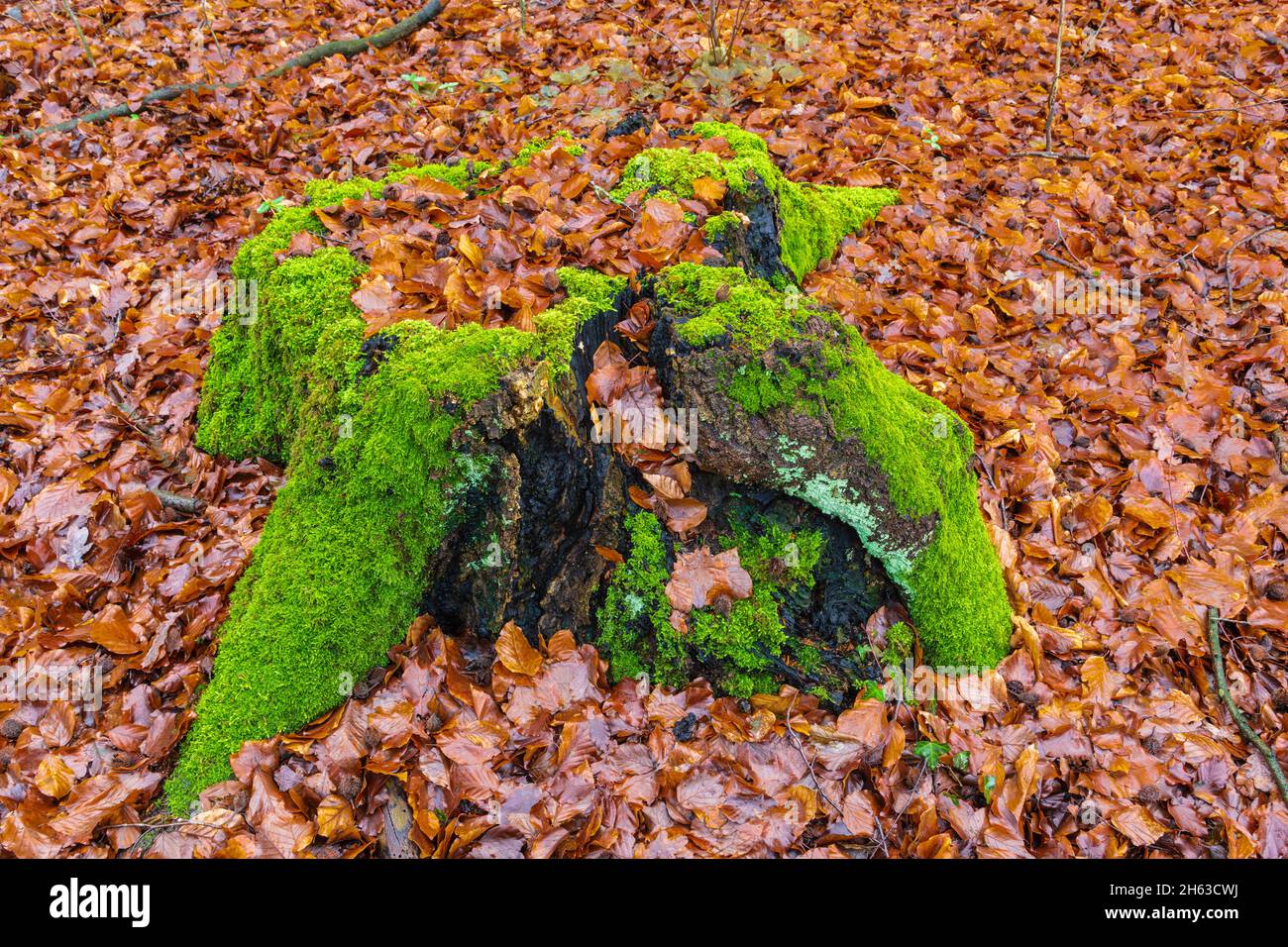 Beech tree leaf cutout hi-res stock photography and images - Alamy