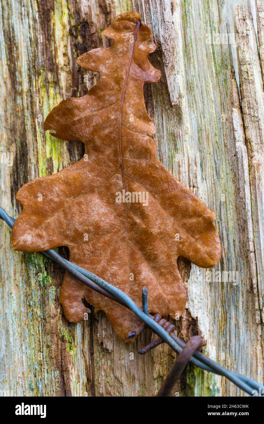 oak leaf hung up on barbed wire,close-up Stock Photo - Alamy