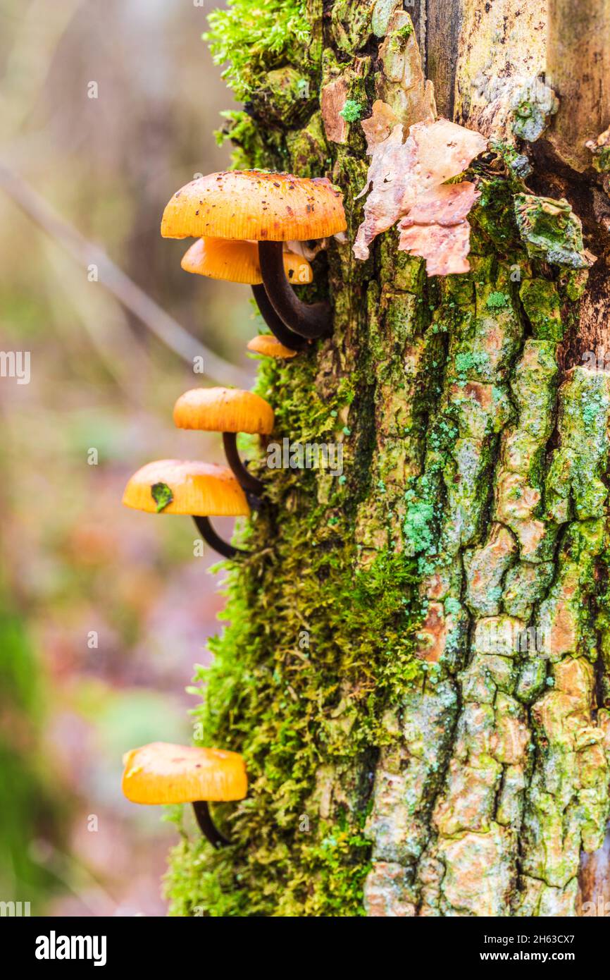 Inconspicuous mushrooms hi-res stock photography and images - Alamy