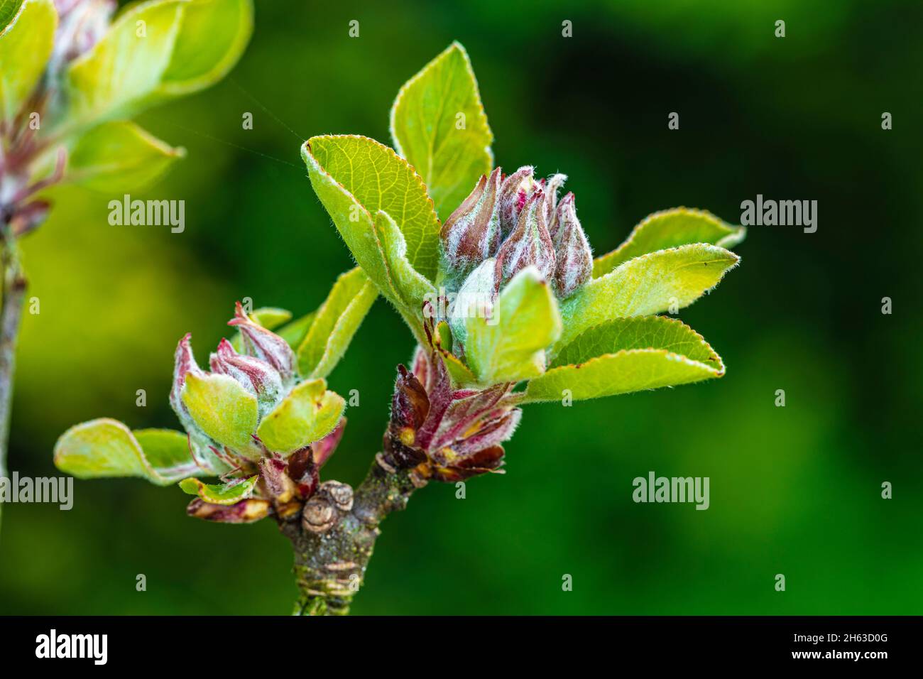 spring apple blossom,inflorescence Stock Photo - Alamy