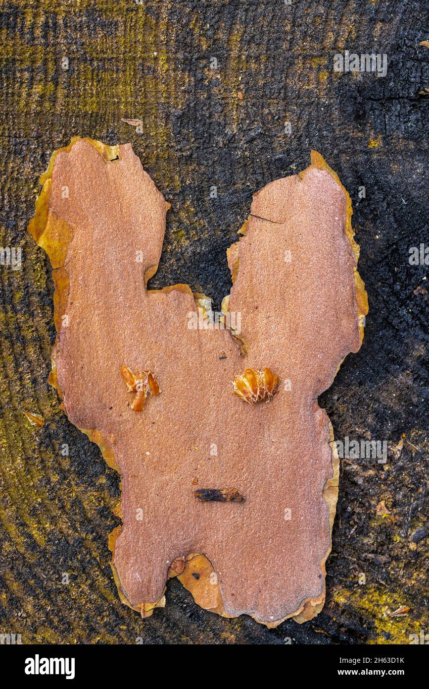 tree bark,face from nature Stock Photo - Alamy