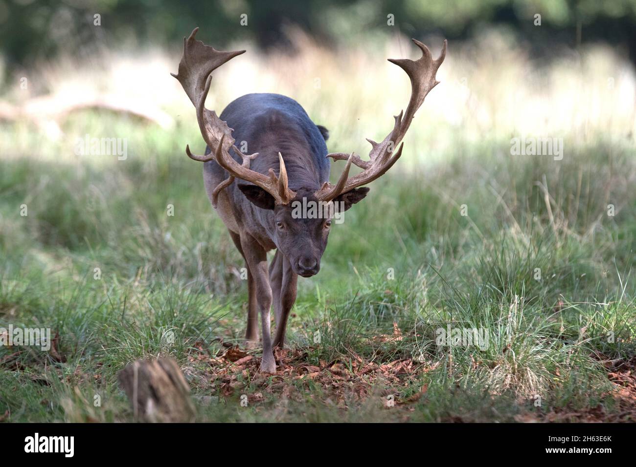 Red deer winter autumn hi-res stock photography and images - Alamy