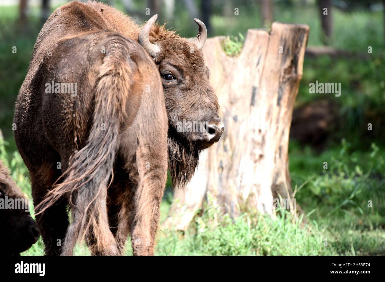 Woods Bison High Resolution Stock Photography and Images - Alamy
