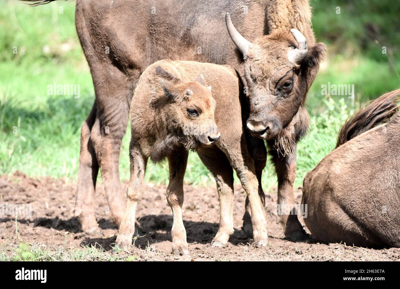 wisent with young animal Stock Photo - Alamy