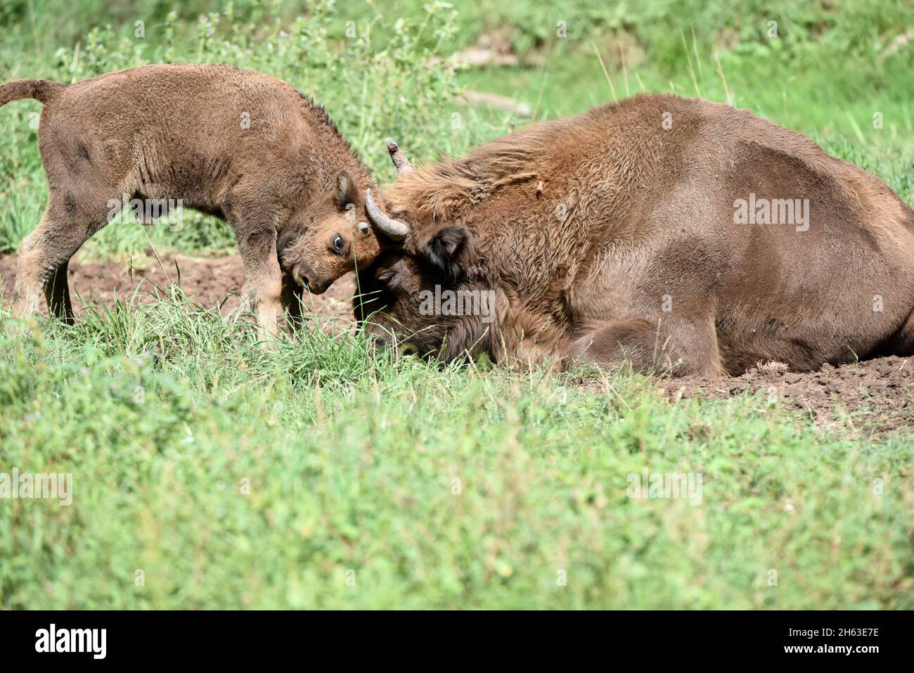 wisent with young animal Stock Photo - Alamy