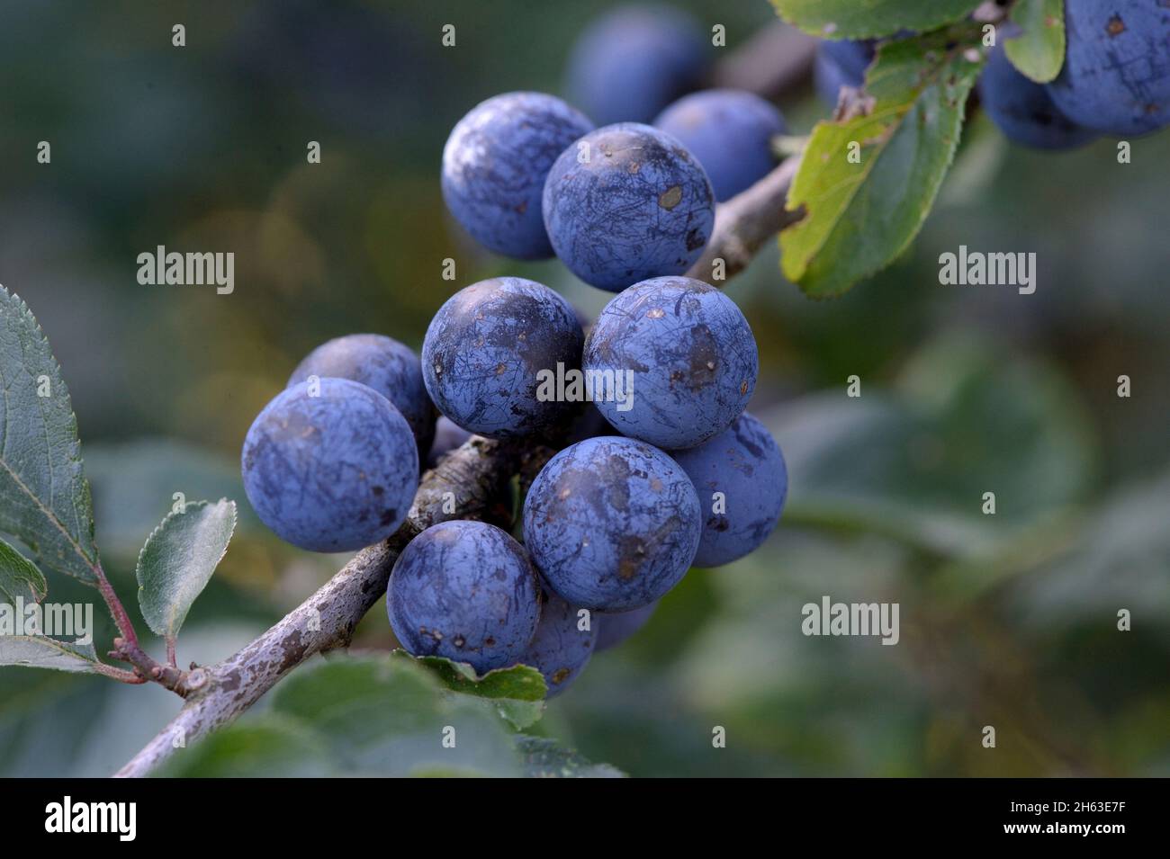 Sloe fruits hi-res stock photography and images - Alamy