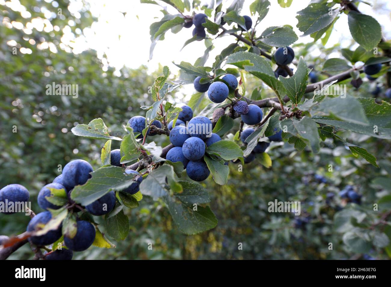 Sloe season hi-res stock photography and images - Alamy