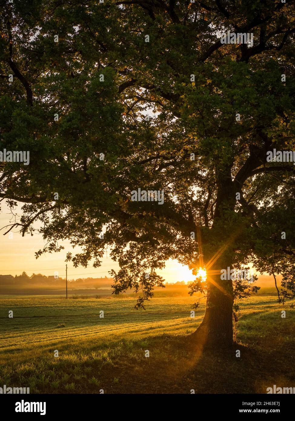sunrise behind tree Stock Photo - Alamy