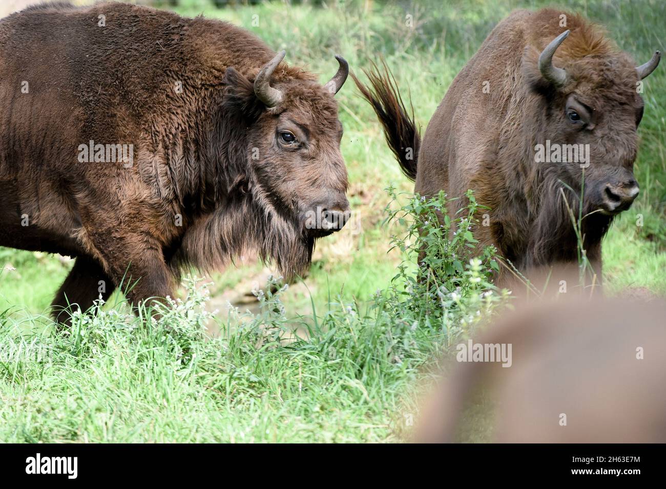 Bison bovines hi-res stock photography and images - Alamy