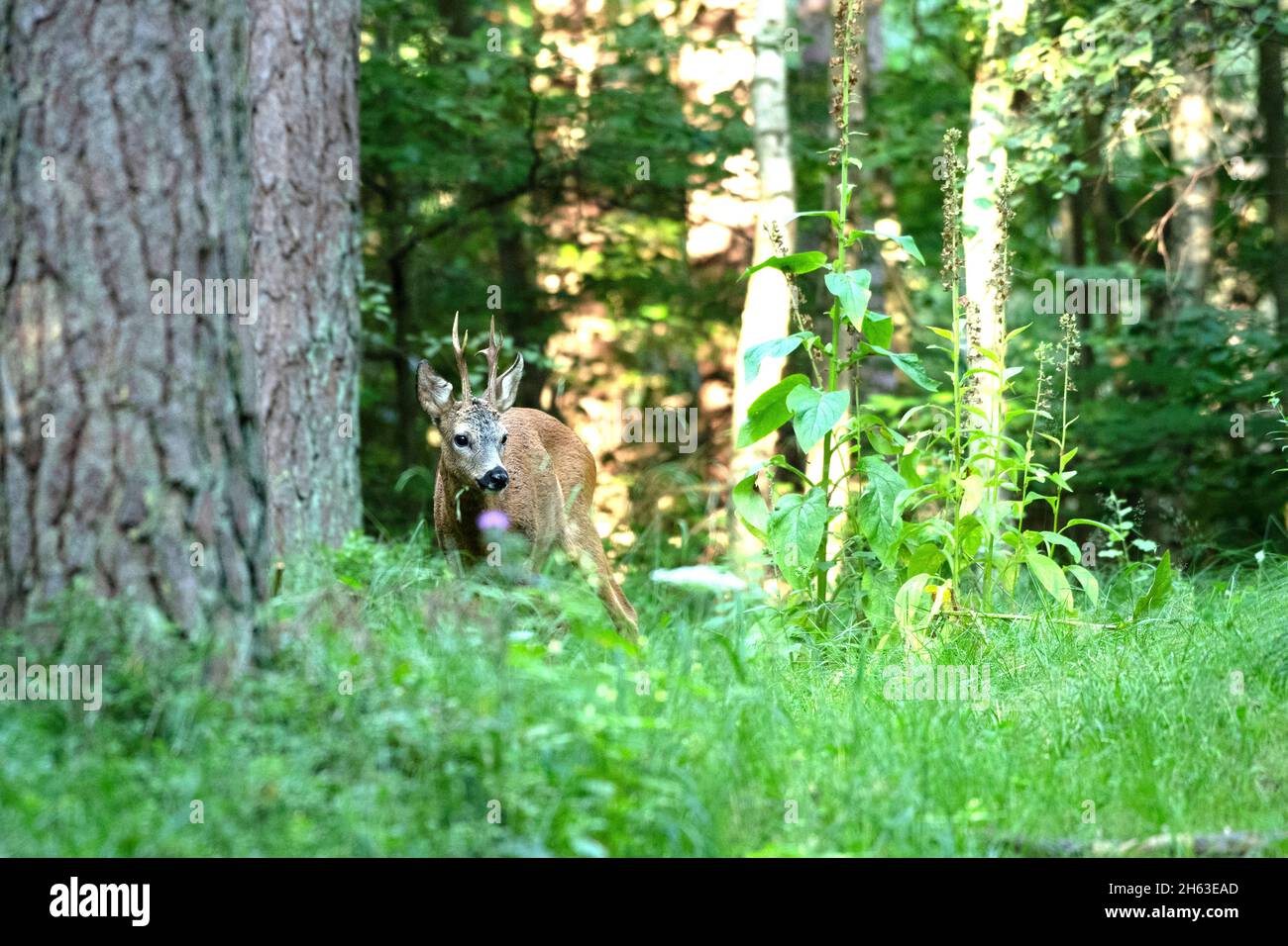 End roe hi-res stock photography and images - Alamy