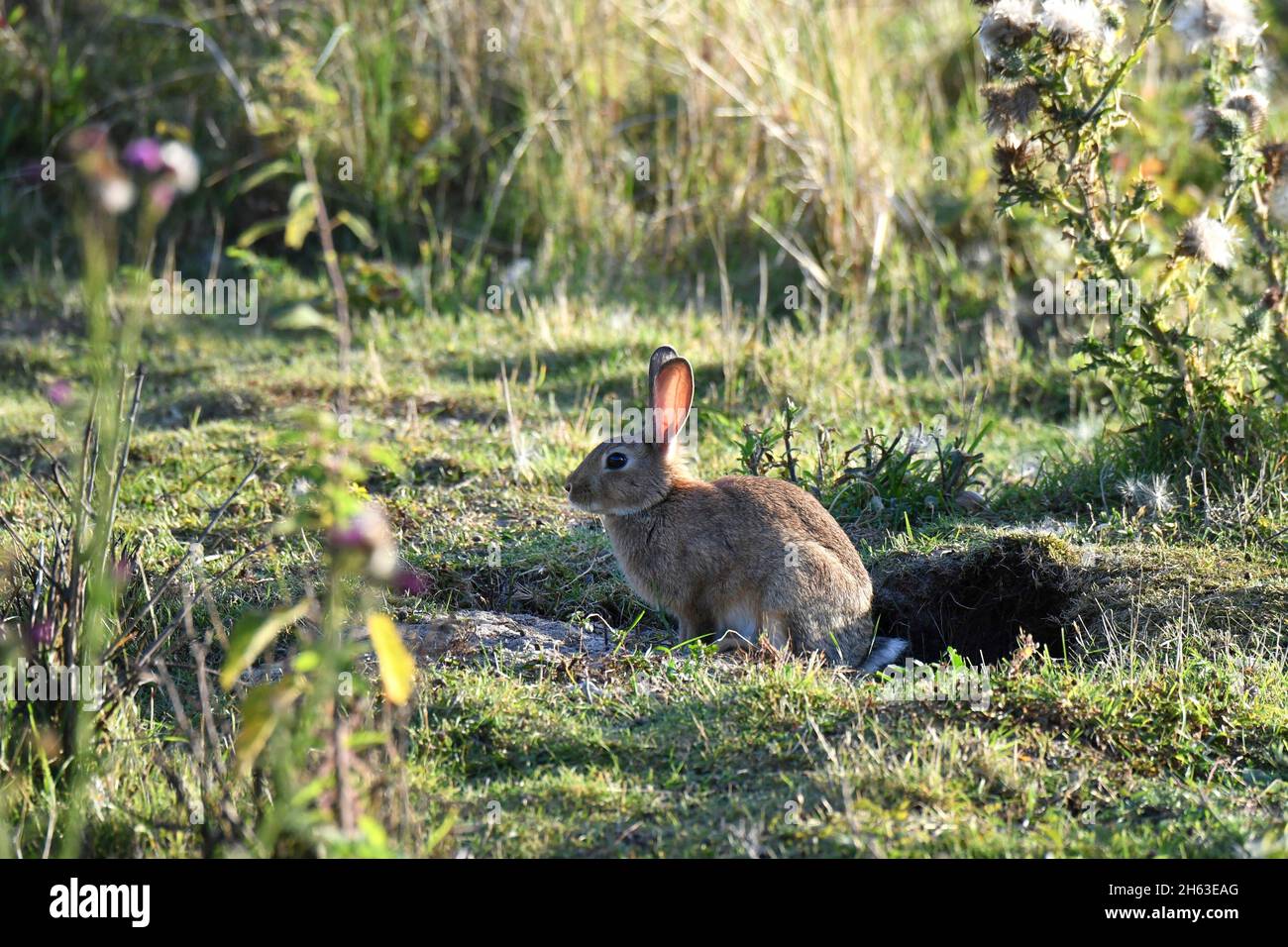 Deer rabbits hi-res stock photography and images - Alamy
