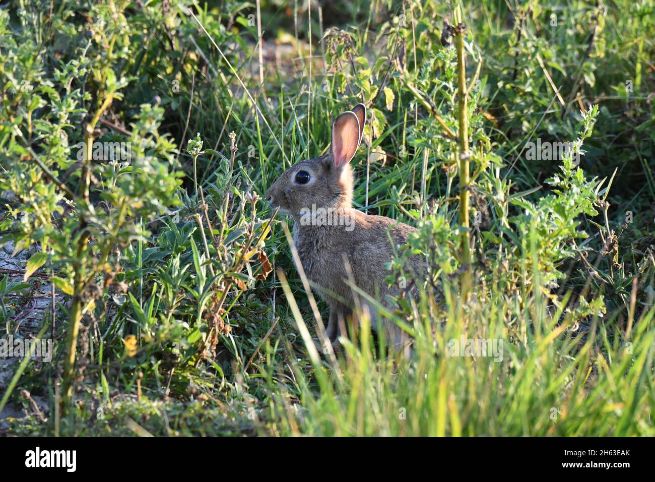 Deer rabbits hi-res stock photography and images - Alamy