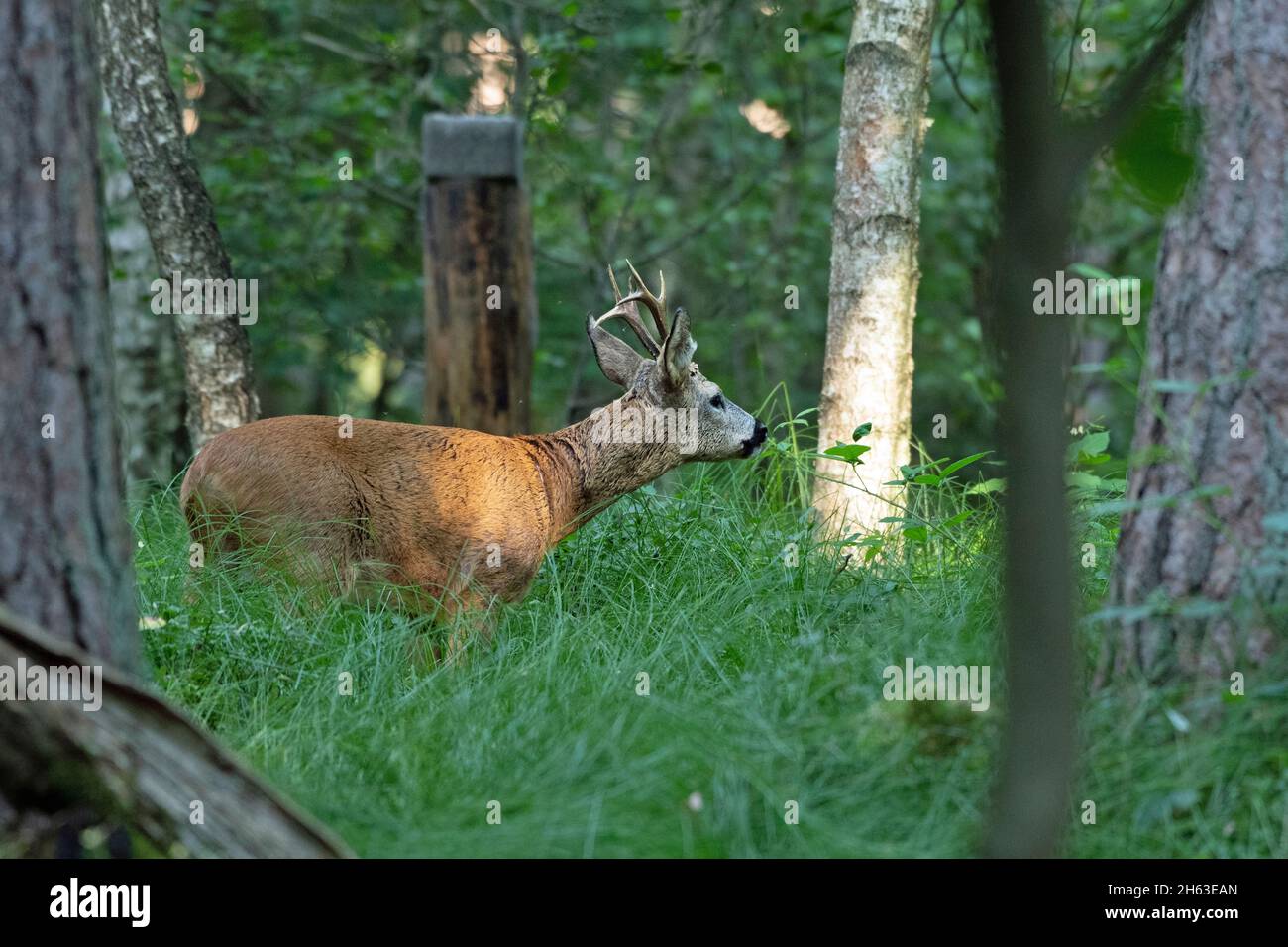 End roe hi-res stock photography and images - Alamy