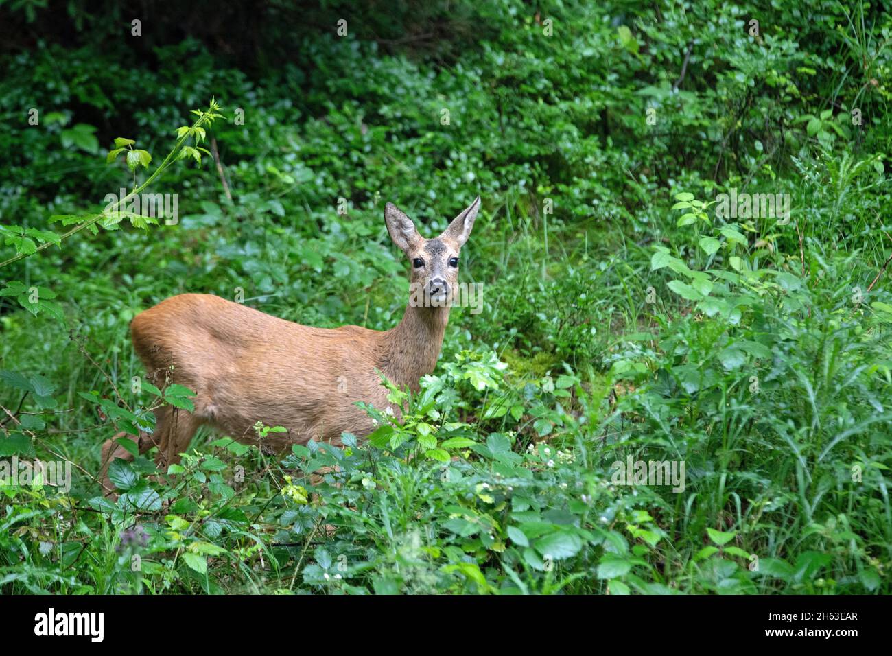 Red deer in the new forest hi-res stock photography and images - Alamy