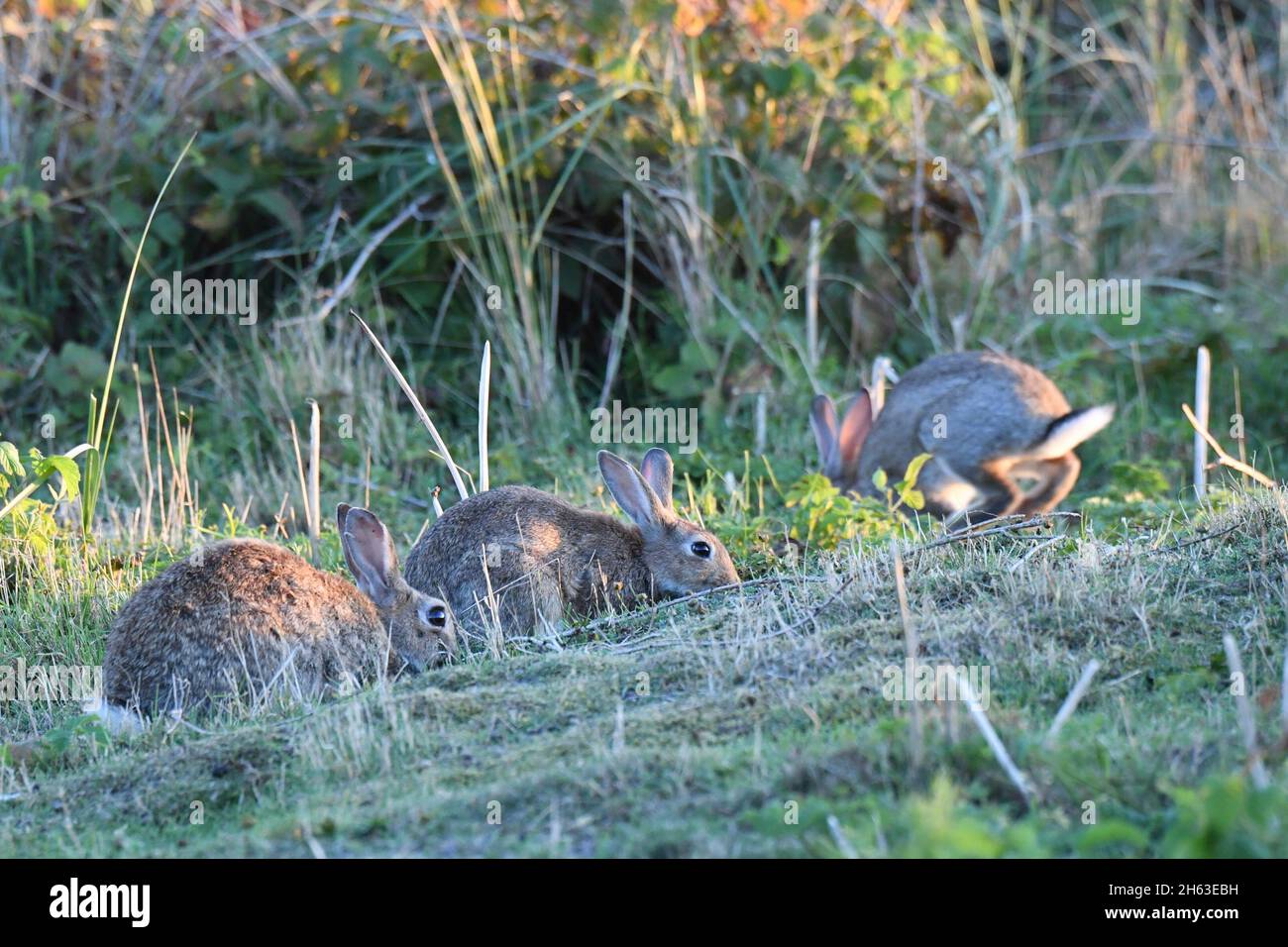 With deer and rabbits hi-res stock photography and images - Alamy