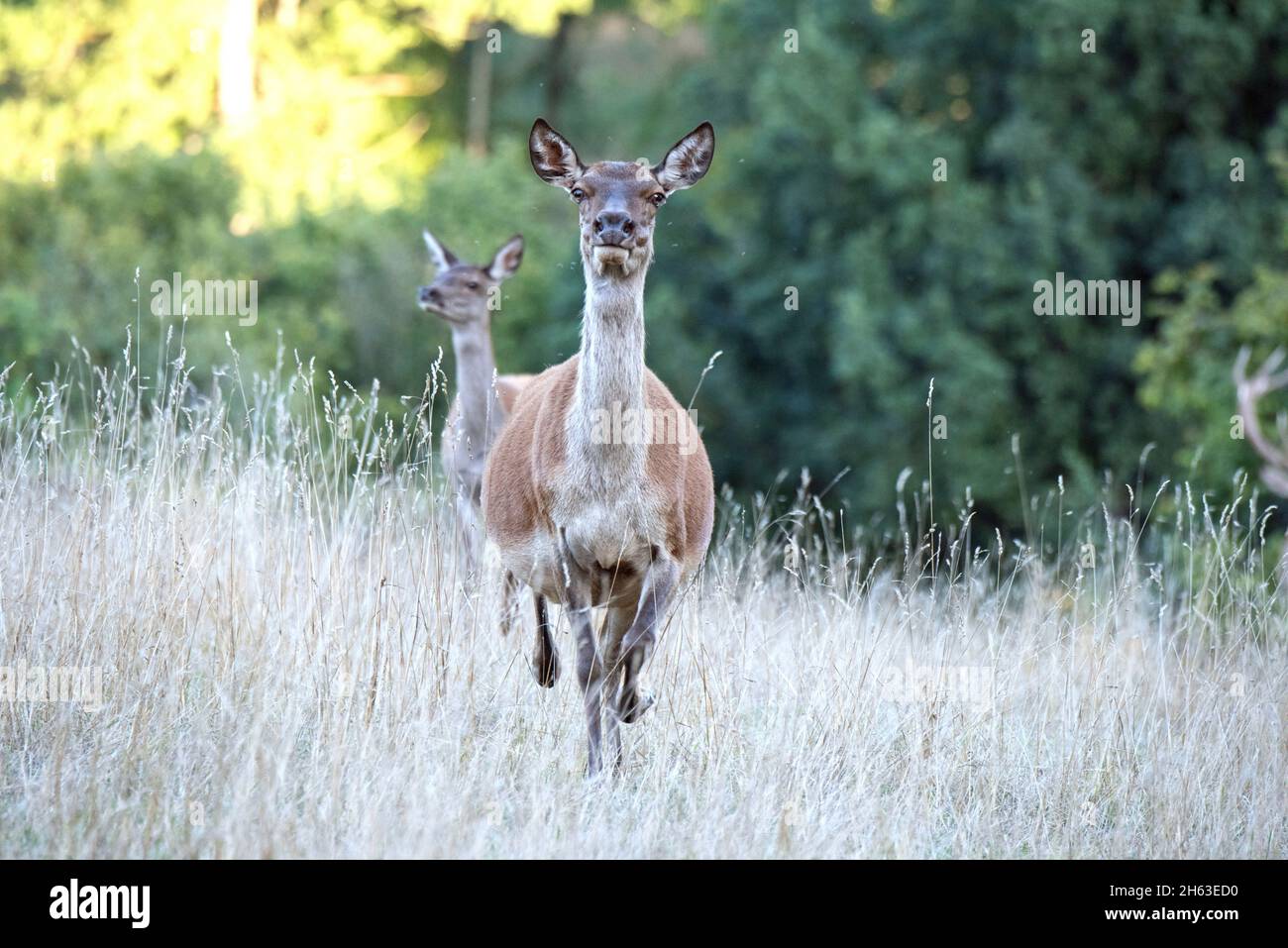 Late summer woods hi-res stock photography and images - Alamy