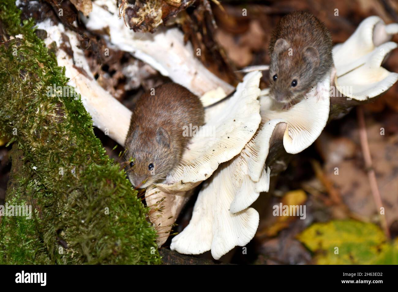 Meadow voles hi-res stock photography and images - Alamy
