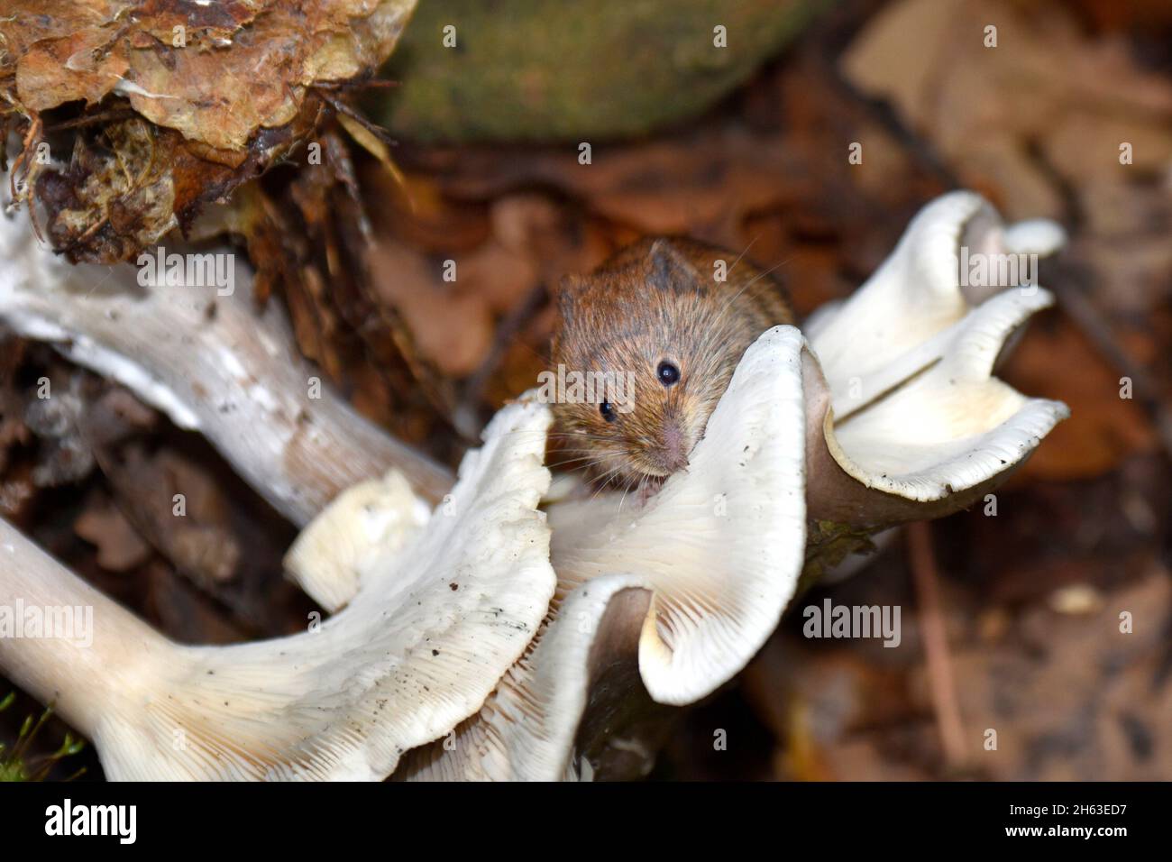 Meadow voles hi-res stock photography and images - Alamy