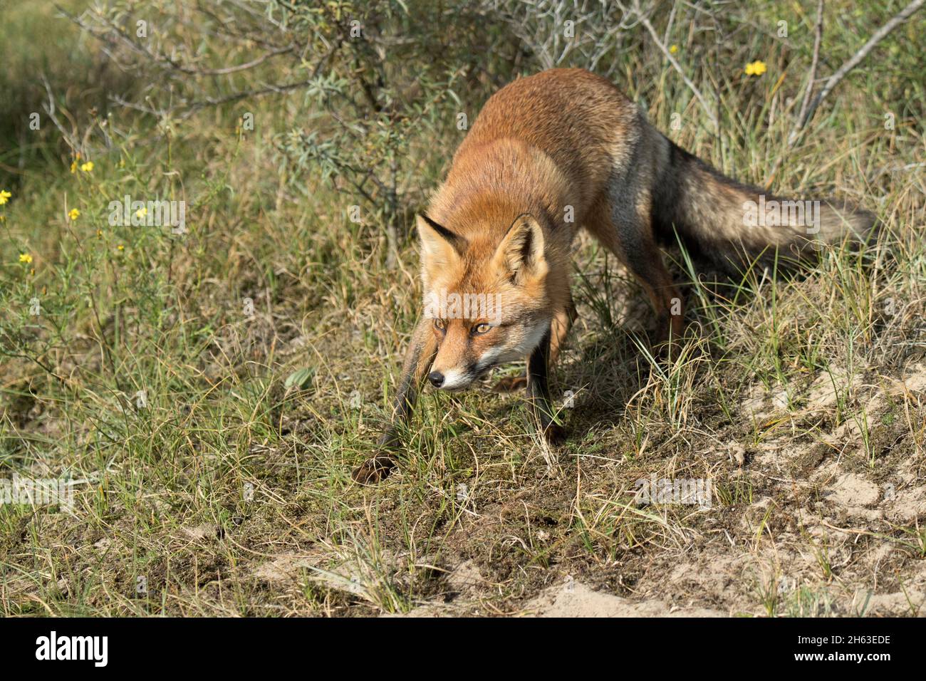 Red foxes and red deer hi-res stock photography and images - Alamy