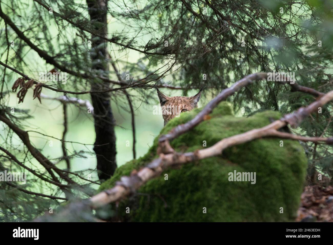 Red lynxes hi-res stock photography and images - Alamy