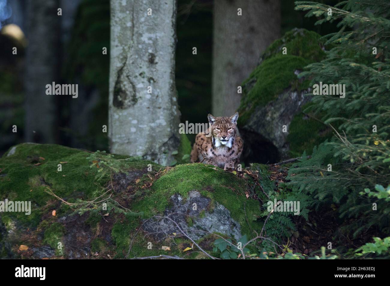 Red lynxes hi-res stock photography and images - Alamy