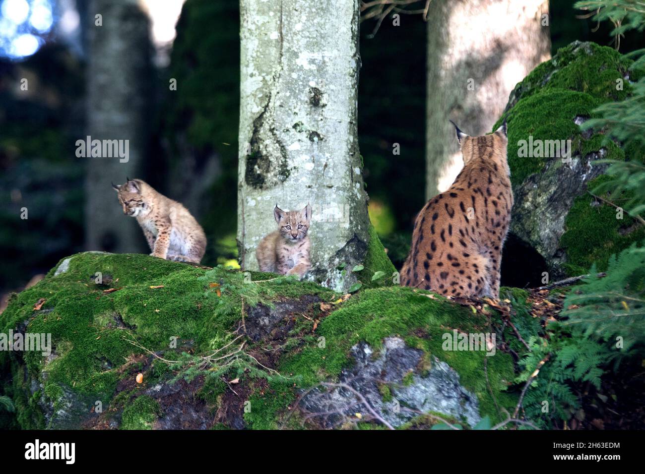 Red lynxes hi-res stock photography and images - Alamy