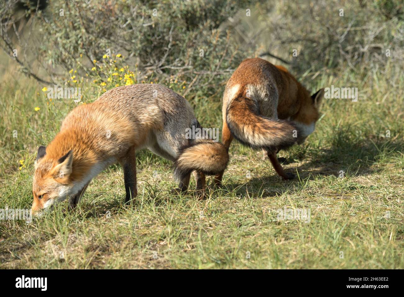 Red foxes and red deer hi-res stock photography and images - Alamy
