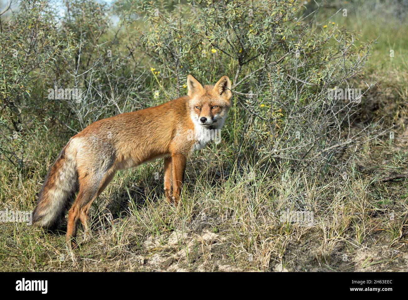 Red foxes and red deer hi-res stock photography and images - Alamy