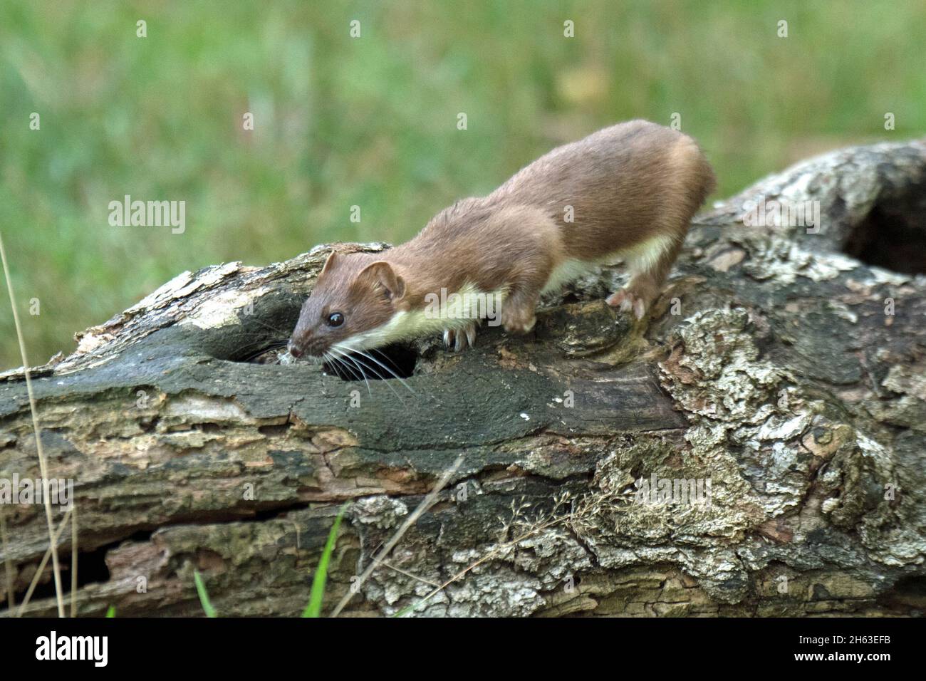 Big big carnivores hi-res stock photography and images - Alamy