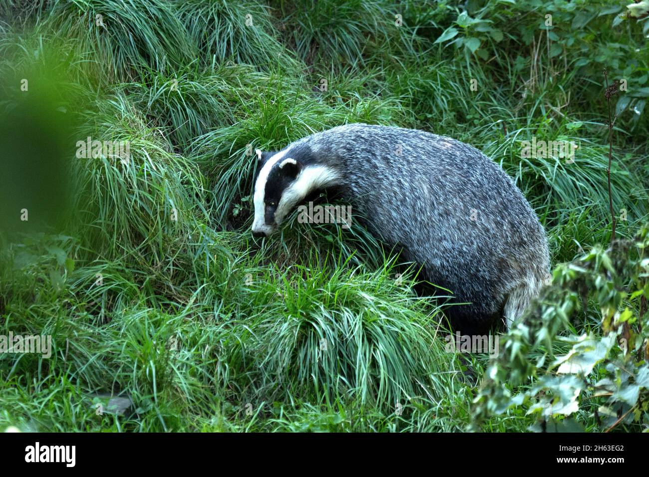 Red badger hi-res stock photography and images - Alamy