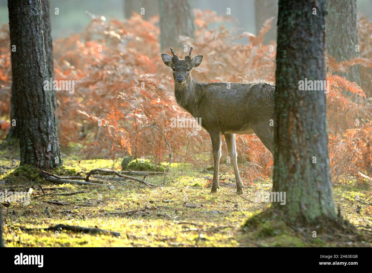 Japanese woodland animals hi-res stock photography and images - Alamy